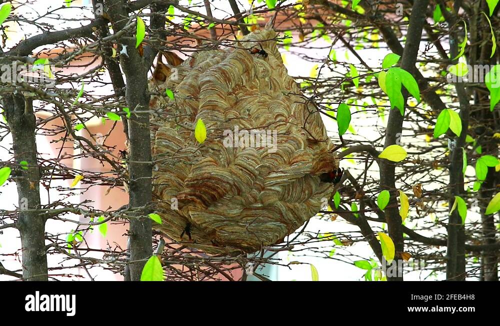 Construct leaf nest Stock Videos & Footage - HD and 4K Video Clips - Alamy