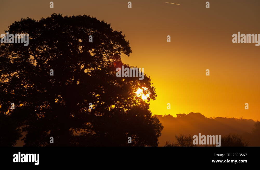Sun rising through trees Stock Videos & Footage - HD and 4K Video Clips ...