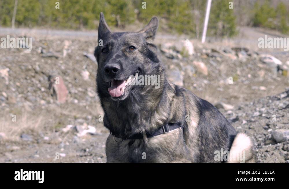 Windy dog Stock Videos & Footage - HD and 4K Video Clips - Alamy