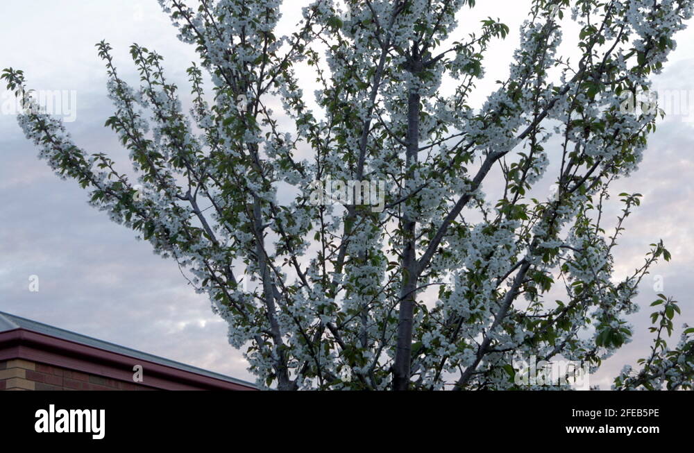 Australian spring flower Stock Videos & Footage - HD and 4K Video Clips ...