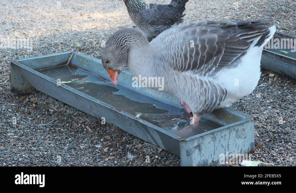 Goose steps Stock Videos & Footage - HD and 4K Video Clips - Alamy