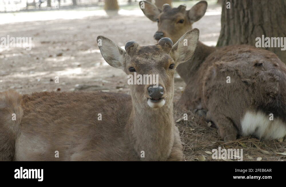 Symbol of nara Stock Videos & Footage - HD and 4K Video Clips - Alamy