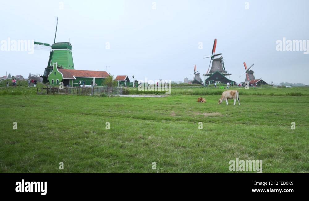 Dutch animals Stock Videos & Footage - HD and 4K Video Clips - Alamy