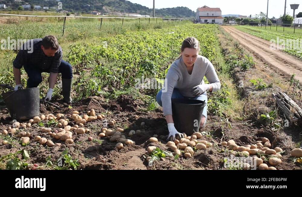 Picking harvest Stock Videos & Footage - HD and 4K Video Clips - Alamy