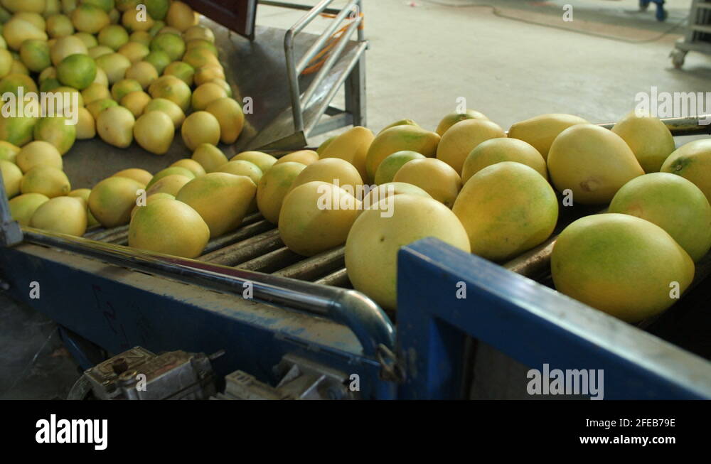 Harvested pomelo fruits transferred from the truck onto an unloading ...