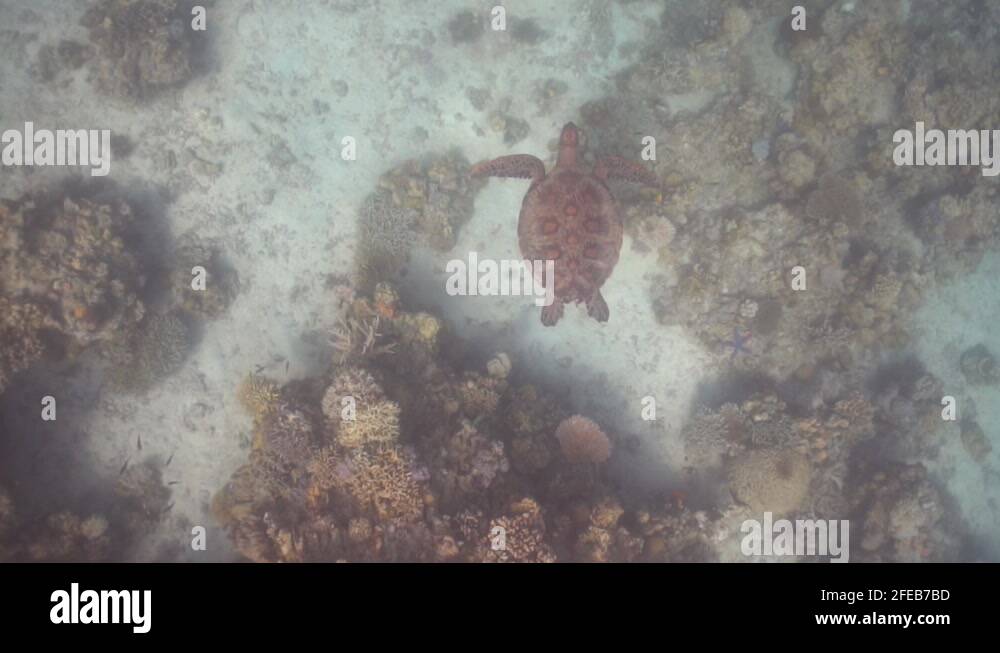 Chelonia wild animals wild animal wildlife Stock Videos & Footage - HD ...