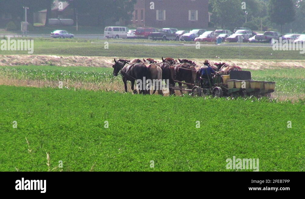 amish farmer being pulled by a team of horses while from his wagon he ...