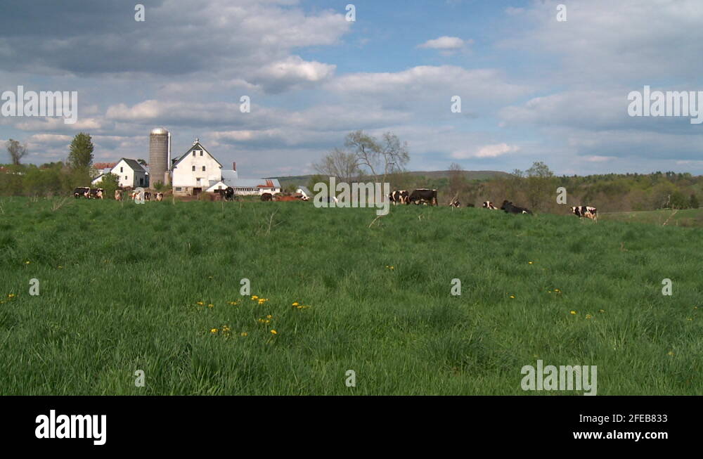 Dairy cows barn grass Stock Videos & Footage - HD and 4K Video Clips ...