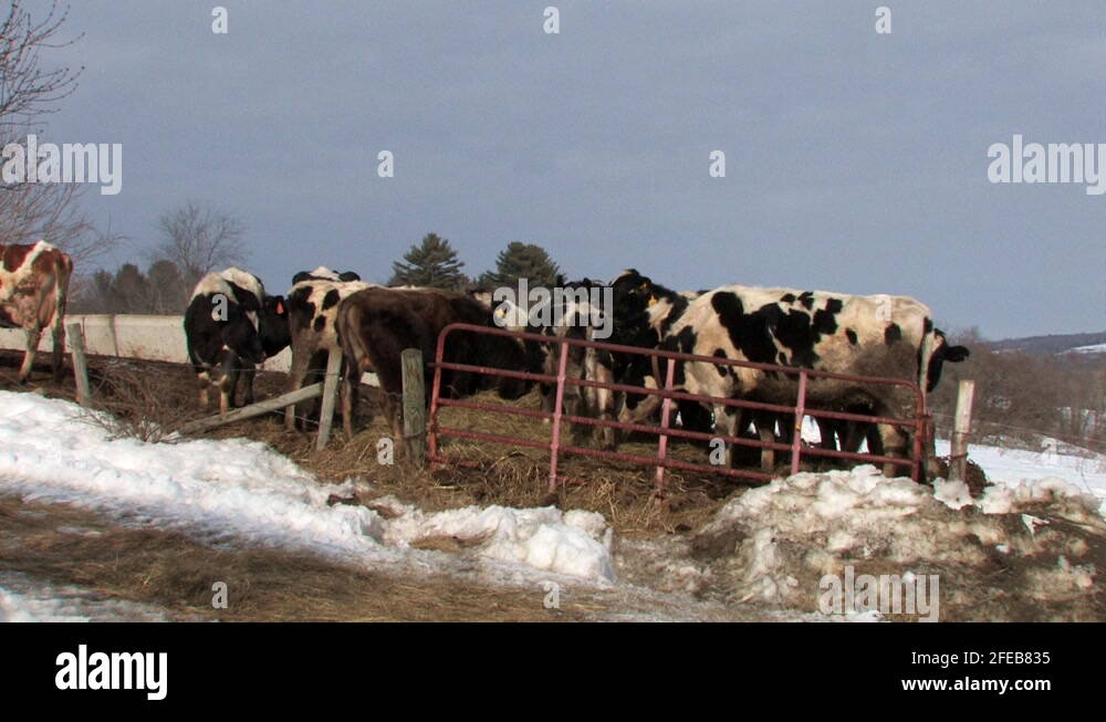 Dairy farm cow snow winter Stock Videos & Footage - HD and 4K Video ...