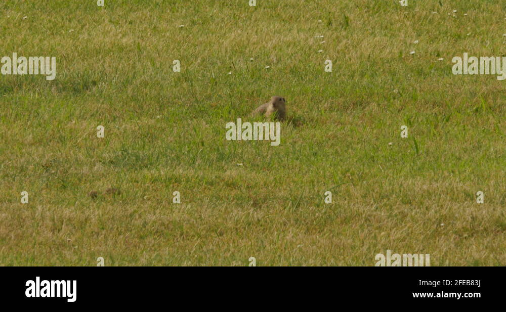 Be aware of danger Stock Videos & Footage - HD and 4K Video Clips - Alamy