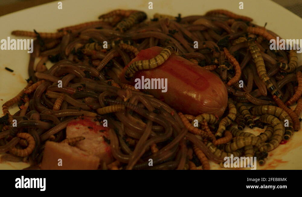 Spaghetti worm Stock Videos & Footage - HD and 4K Video Clips - Alamy