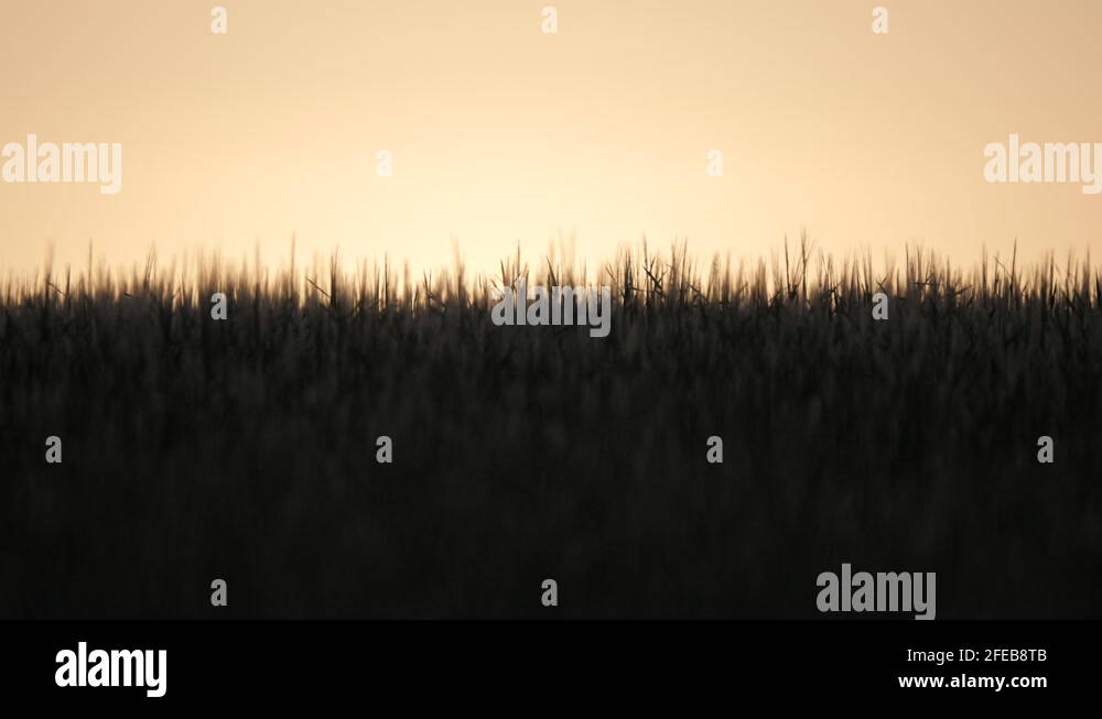 Soft field background Stock Videos & Footage - HD and 4K Video Clips ...