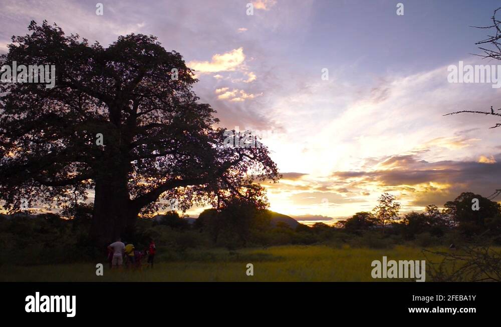 Sunset baobab Stock Videos & Footage - HD and 4K Video Clips - Alamy