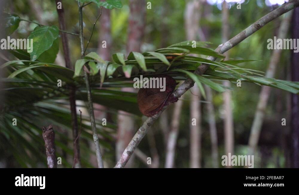 Small monkey with big eyes relaxing under a palm tree in the jungle ...