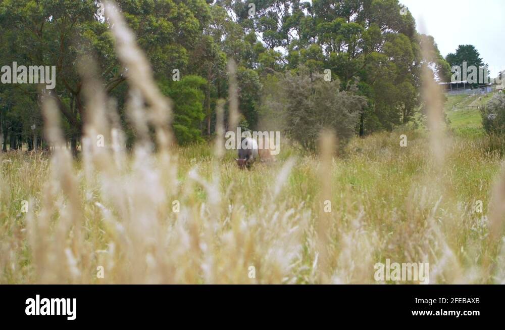 Stalking predators Stock Videos & Footage - HD and 4K Video Clips - Alamy