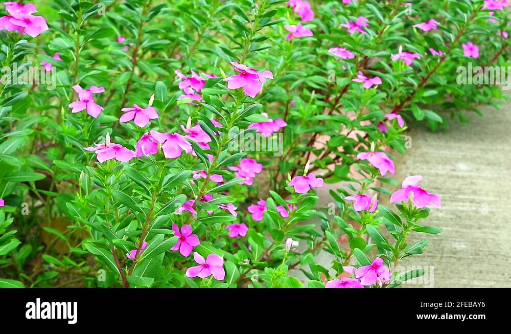 Periwinkle pink flower Stock Videos & Footage - HD and 4K Video Clips ...