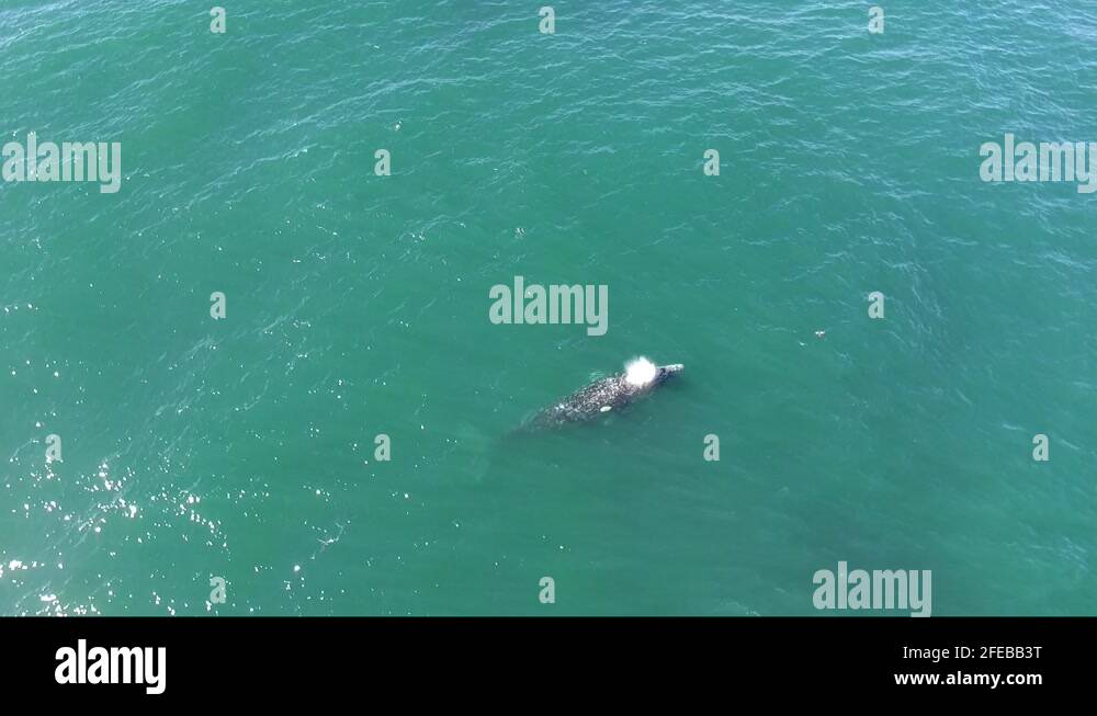 Spraying whale Stock Videos & Footage - HD and 4K Video Clips - Alamy