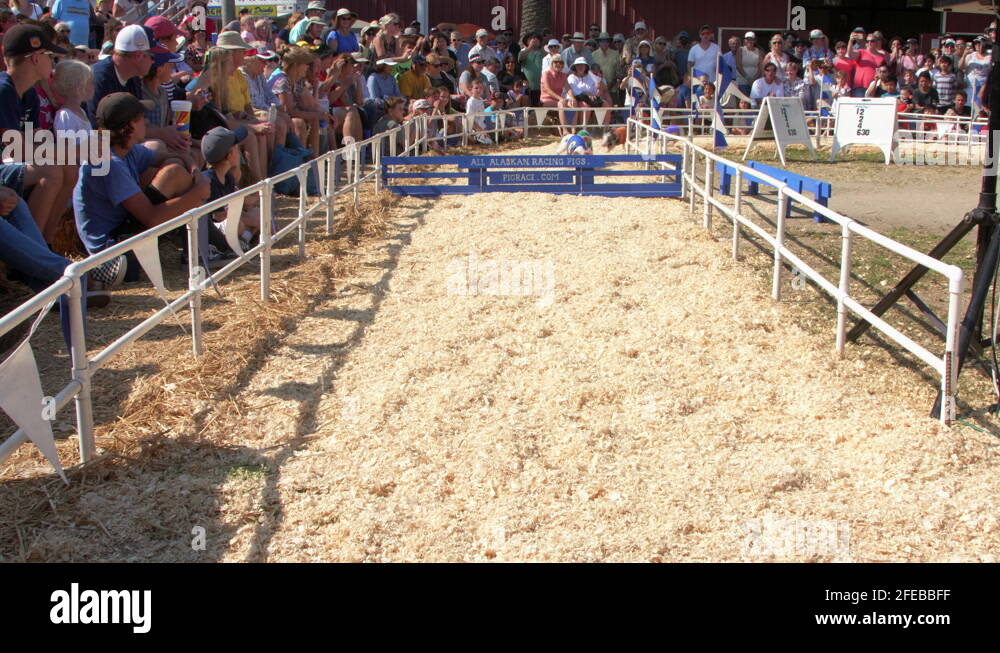 Pig race track Stock Videos & Footage - HD and 4K Video Clips - Alamy