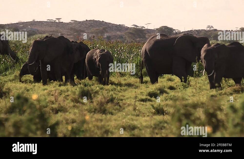 Kenya ecosystem Stock Videos & Footage - HD and 4K Video Clips - Alamy