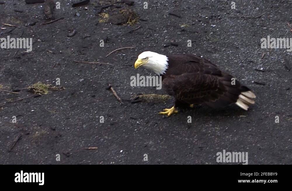 Walking bald eagle Stock Videos & Footage - HD and 4K Video Clips - Alamy