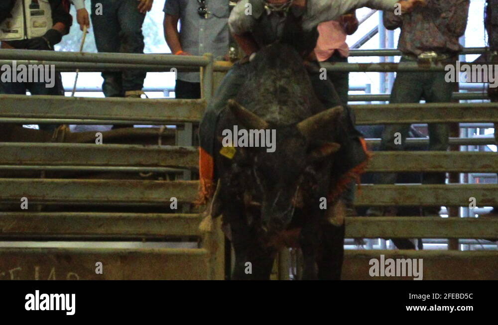 Bull riding america Stock Videos & Footage - HD and 4K Video Clips - Alamy