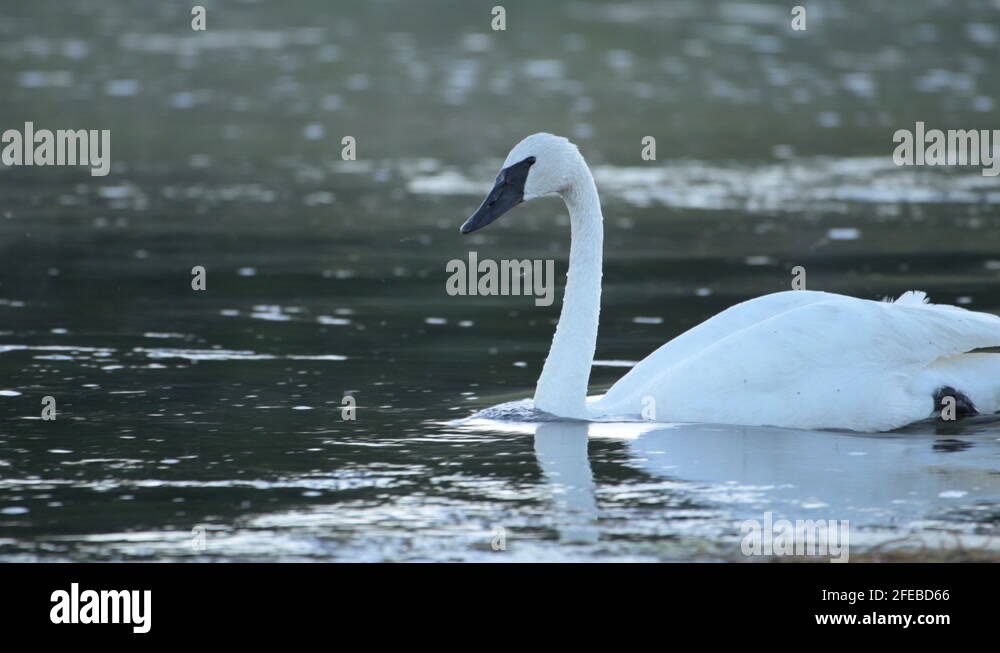 A trumpeter swan swims around and feed on tender aquatic plants in ...