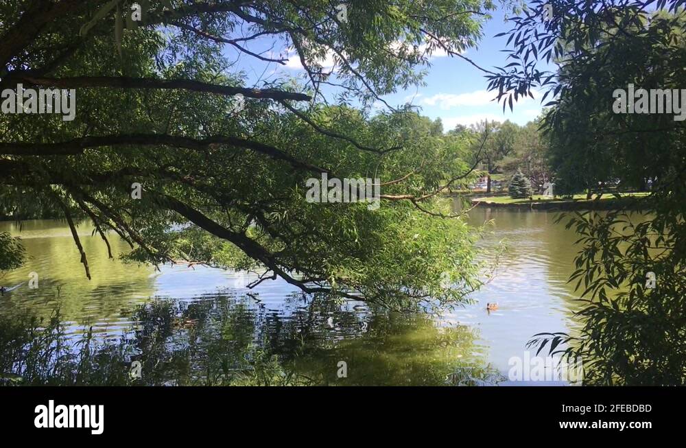 Raw of trees Stock Videos & Footage - HD and 4K Video Clips - Alamy