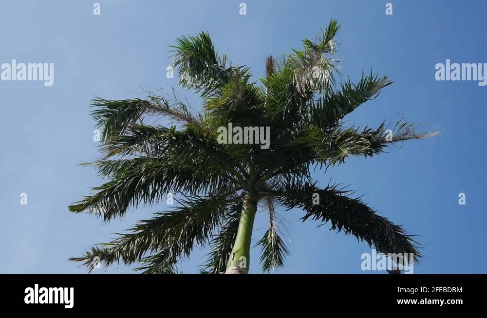 Coconut tree swaying in the wind while birds fly across the screen ...