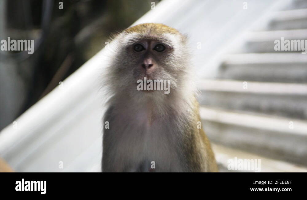 Asian monkey Stock Videos & Footage - HD and 4K Video Clips - Alamy