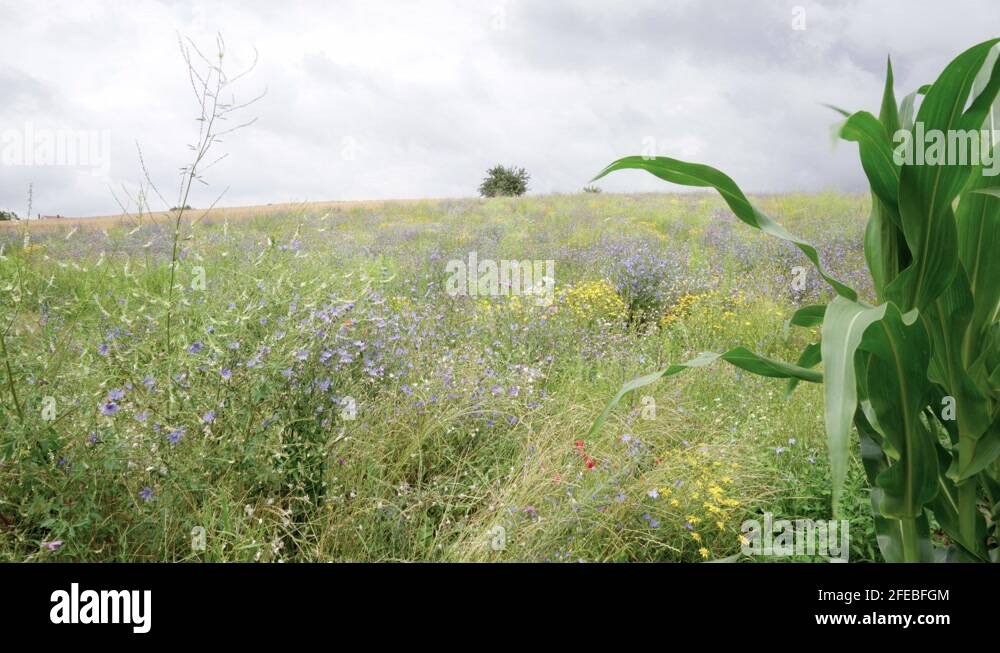 Wildflower landscape Stock Videos & Footage - HD and 4K Video Clips - Alamy