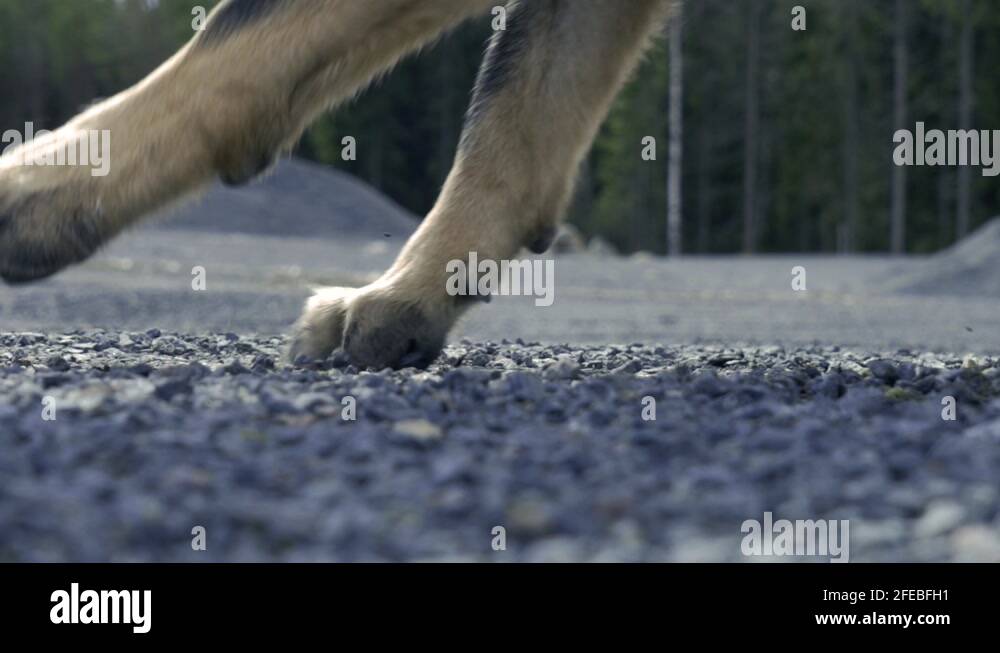 Dogs paws Stock Videos & Footage - HD and 4K Video Clips - Alamy