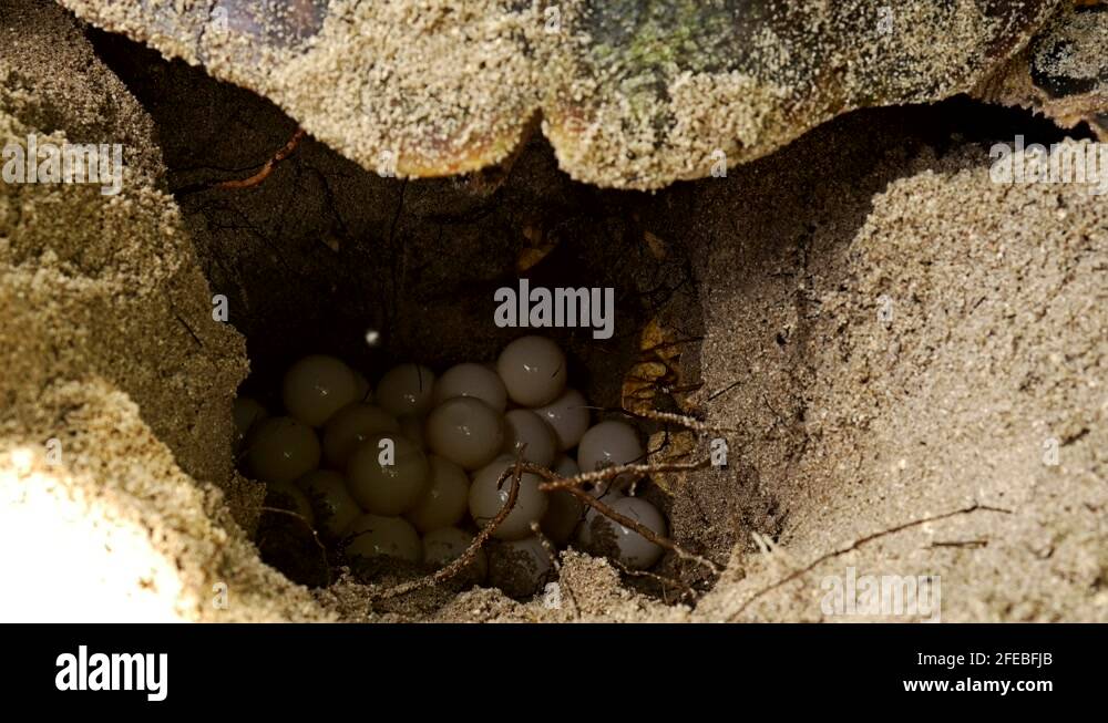 Loggerhead sea turtle laying eggs Stock Videos & Footage - HD and 4K ...