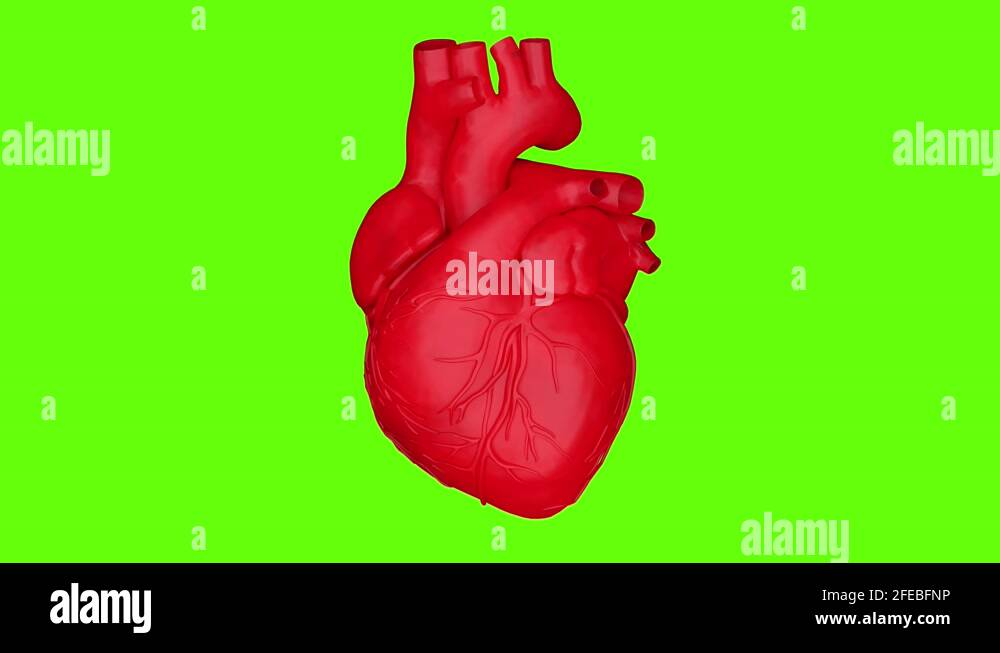 Real heart Stock Videos & Footage - HD and 4K Video Clips - Alamy