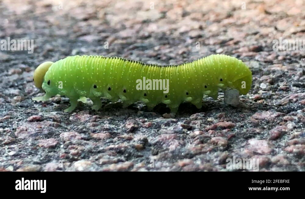 Green sawfly larvae Stock Videos & Footage - HD and 4K Video Clips - Alamy