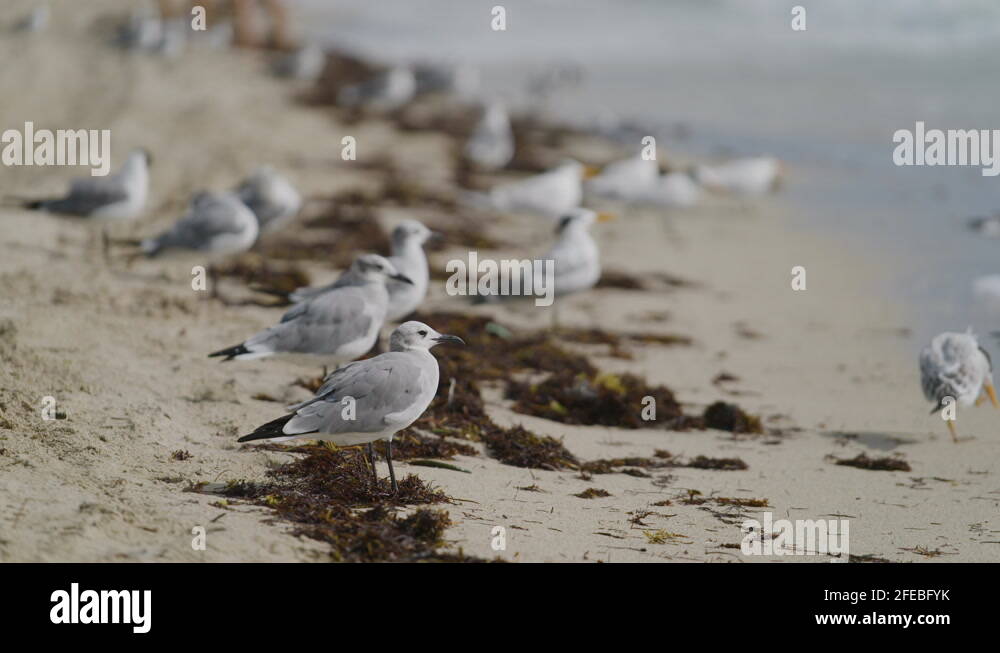Florida beach seagulls Stock Videos & Footage - HD and 4K Video Clips ...