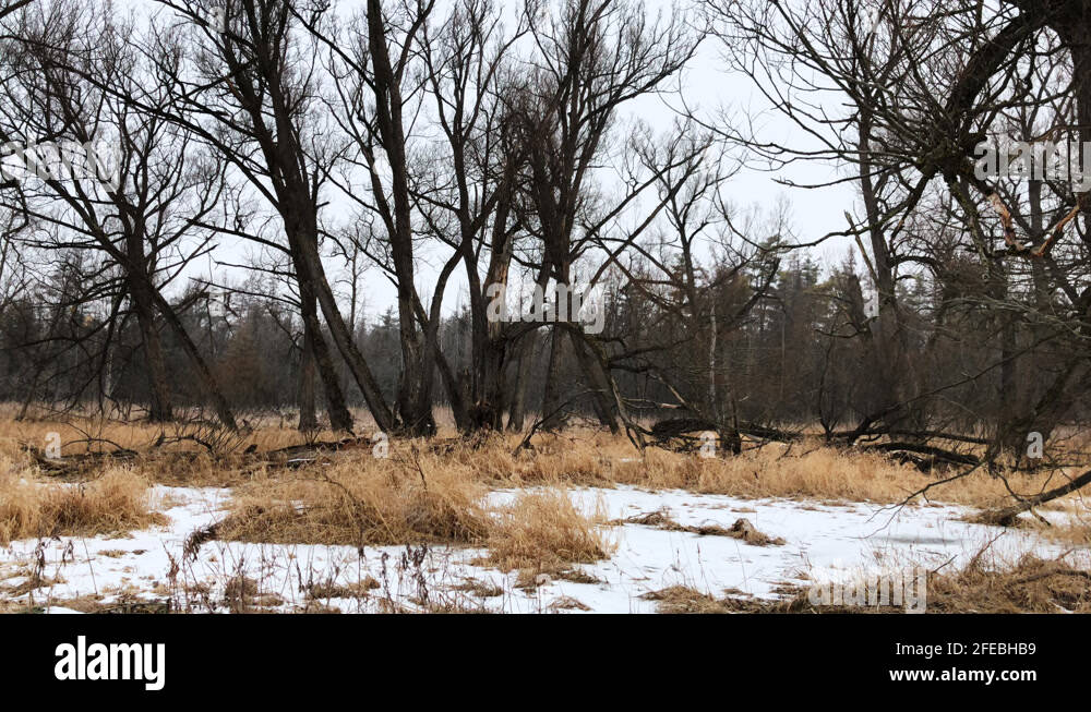 Calm trees Stock Videos & Footage - HD and 4K Video Clips - Alamy