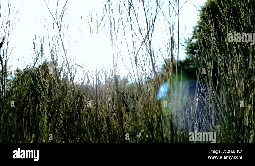 Strange grass Stock Videos & Footage - HD and 4K Video Clips - Alamy