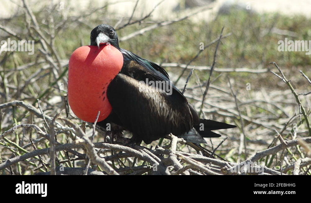 Inflated gular pouch Stock Videos & Footage - HD and 4K Video Clips - Alamy