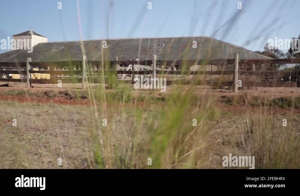 Australian bush scene in a dry arid landscape with red dirt, dry clumps ...
