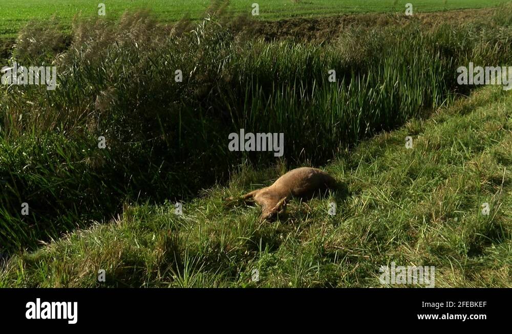 Dead body grass Stock Videos & Footage - HD and 4K Video Clips - Alamy