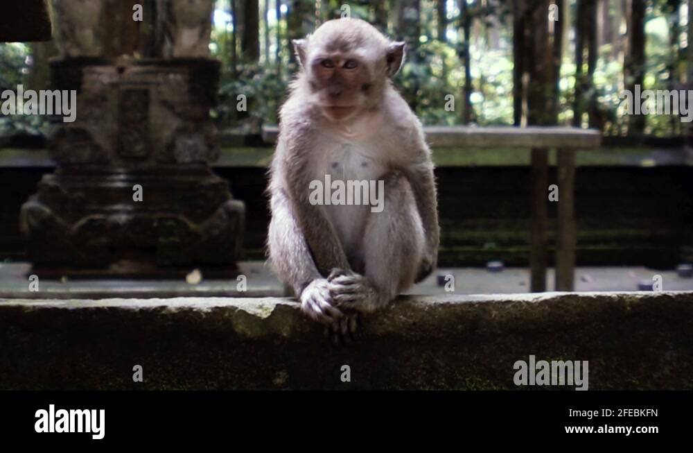 Monkey sitting down Stock Videos & Footage - HD and 4K Video Clips - Alamy