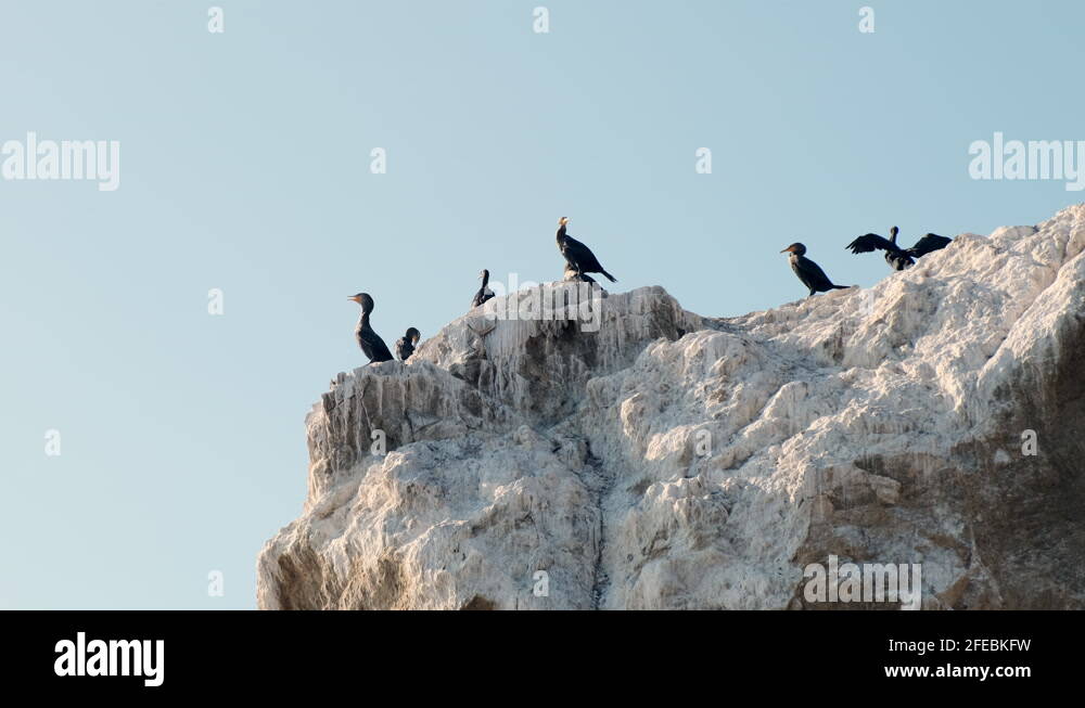 Guano Stock Videos & Footage - HD and 4K Video Clips - Alamy