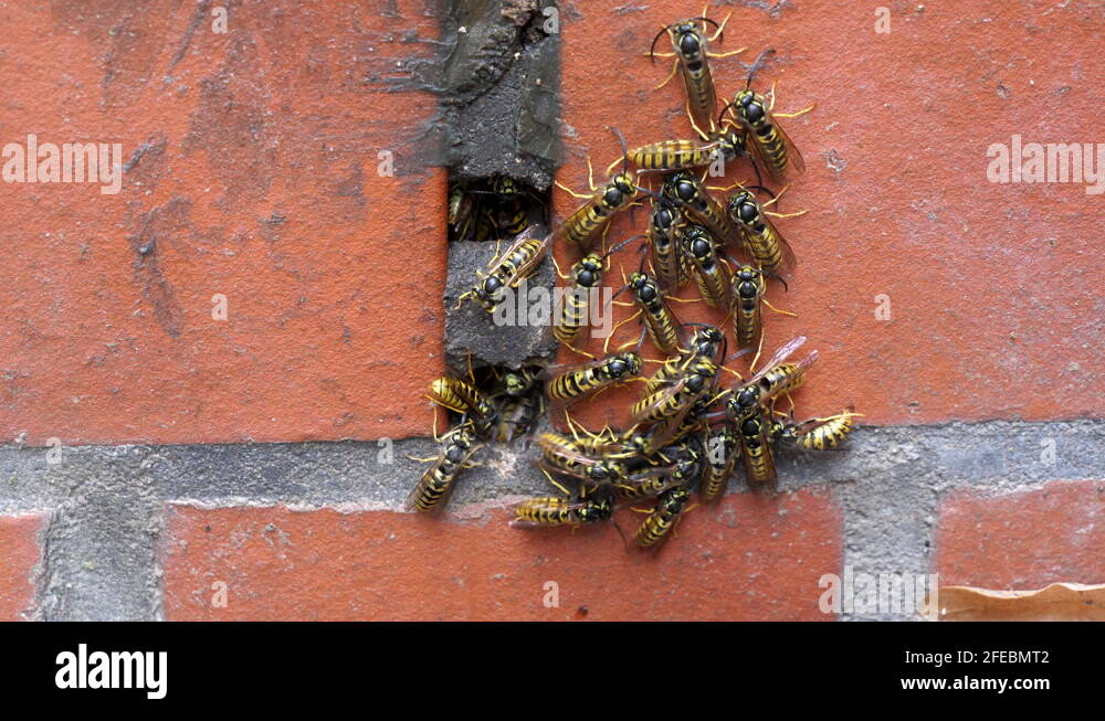 Waspsnest Stock Videos & Footage - HD and 4K Video Clips - Alamy