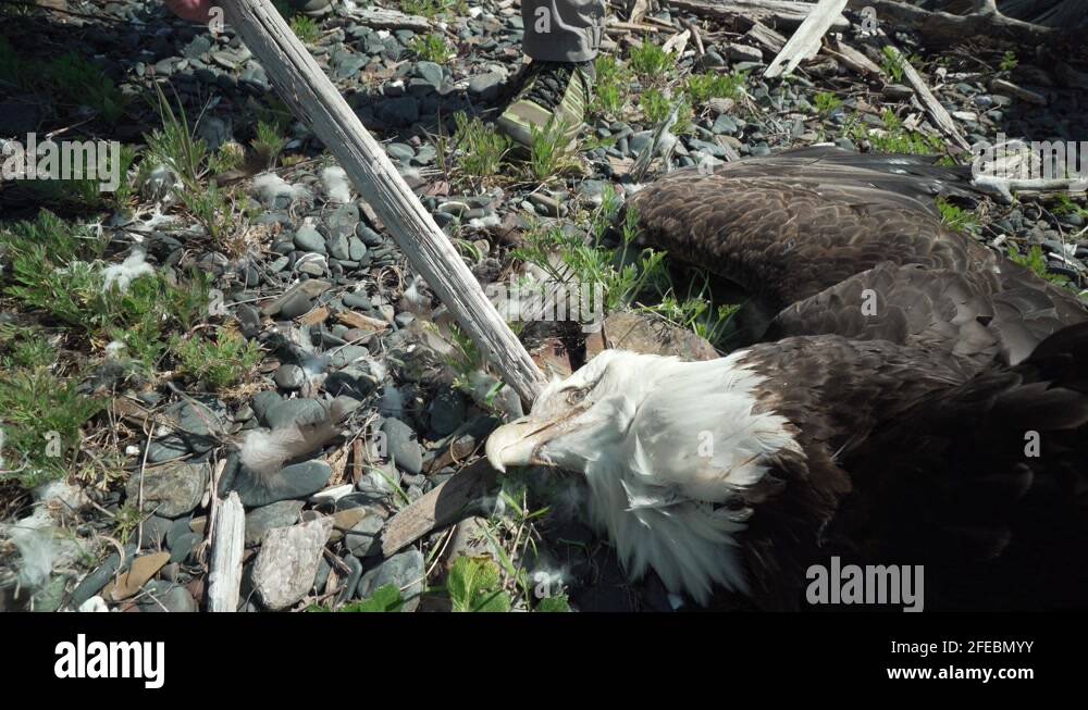 Dead expired Stock Videos & Footage - HD and 4K Video Clips - Alamy