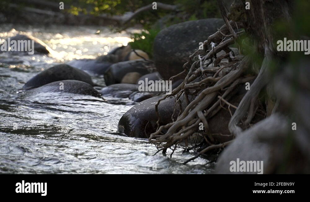 Root together Stock Videos & Footage - HD and 4K Video Clips - Alamy