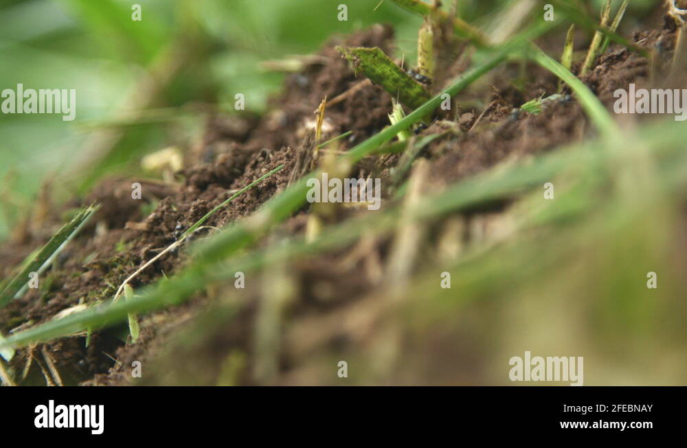 Furry insects Stock Videos & Footage - HD and 4K Video Clips - Alamy