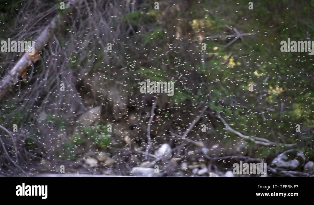 Forest flies Stock Videos & Footage - HD and 4K Video Clips - Alamy