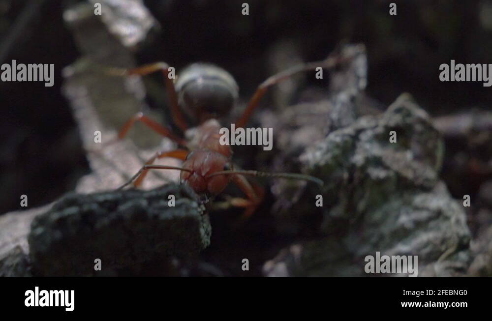 Camponotus major Stock Videos & Footage - HD and 4K Video Clips - Alamy