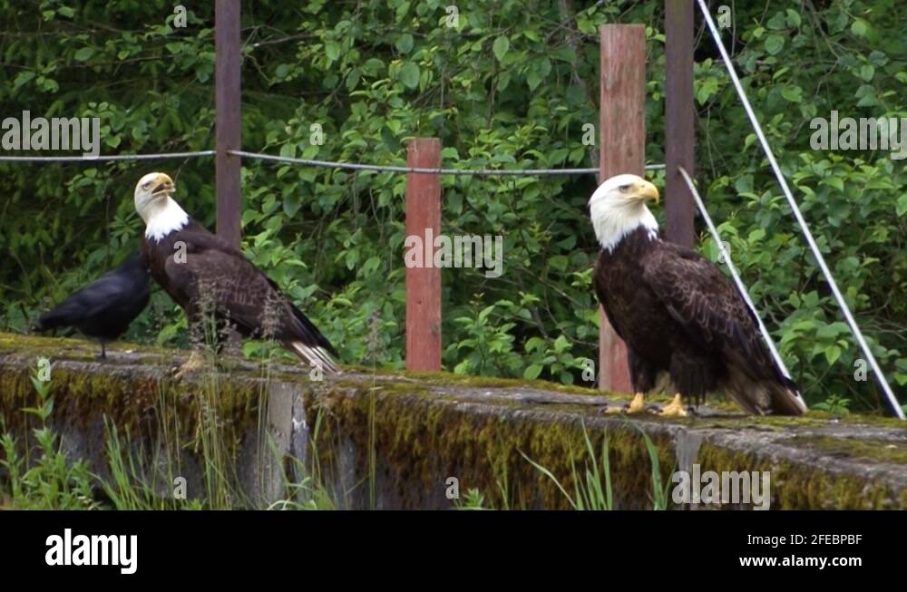 Alaska raven Stock Videos & Footage - HD and 4K Video Clips - Alamy