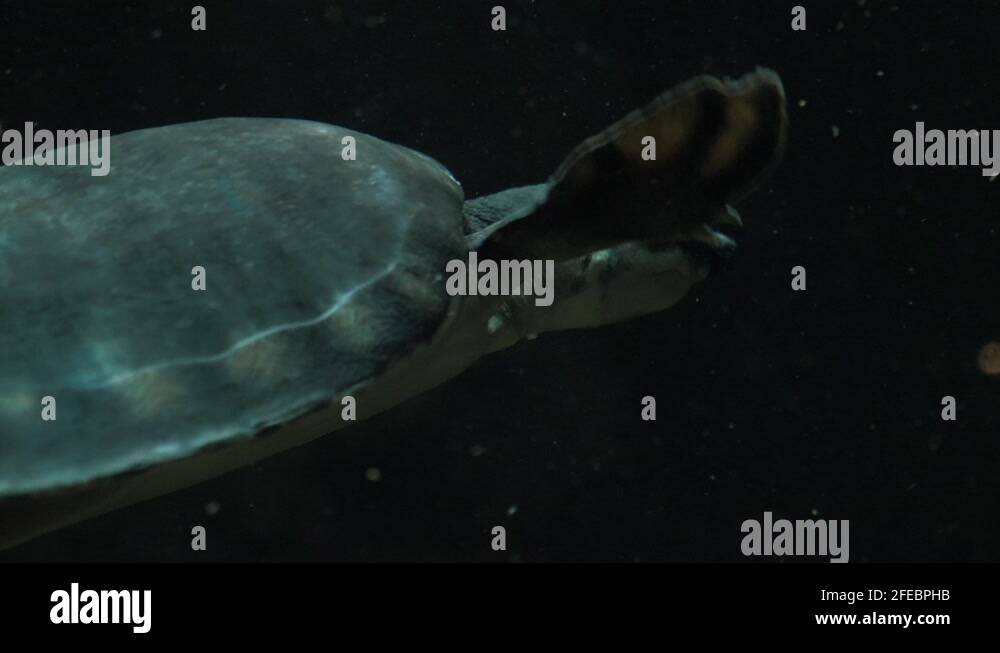 Giant south american river turtle Stock Videos & Footage - HD and 4K ...